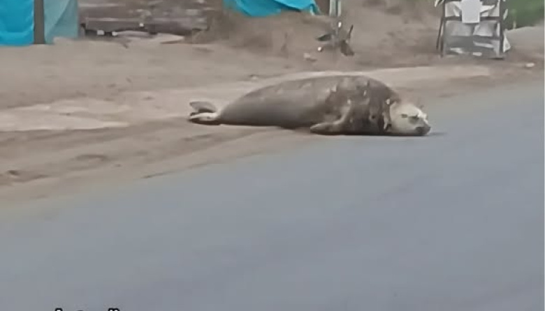 Una elefanta marina sorprendió al aparecer sobre la Costanera - Faro ...