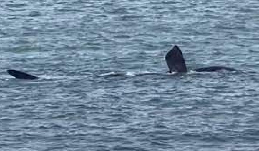 Récord de ballenas en el mar argentino - Faro Noticias diario digital ...