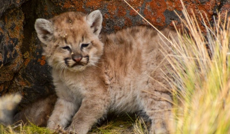 Por primera vez se monitorean cachorros de puma con tecnología de punta ...